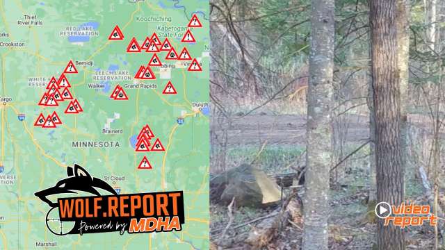 Minnesota Wolf News and Tracking